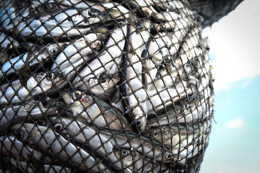 New report revives ‘overfishing’ claims - Fishing News