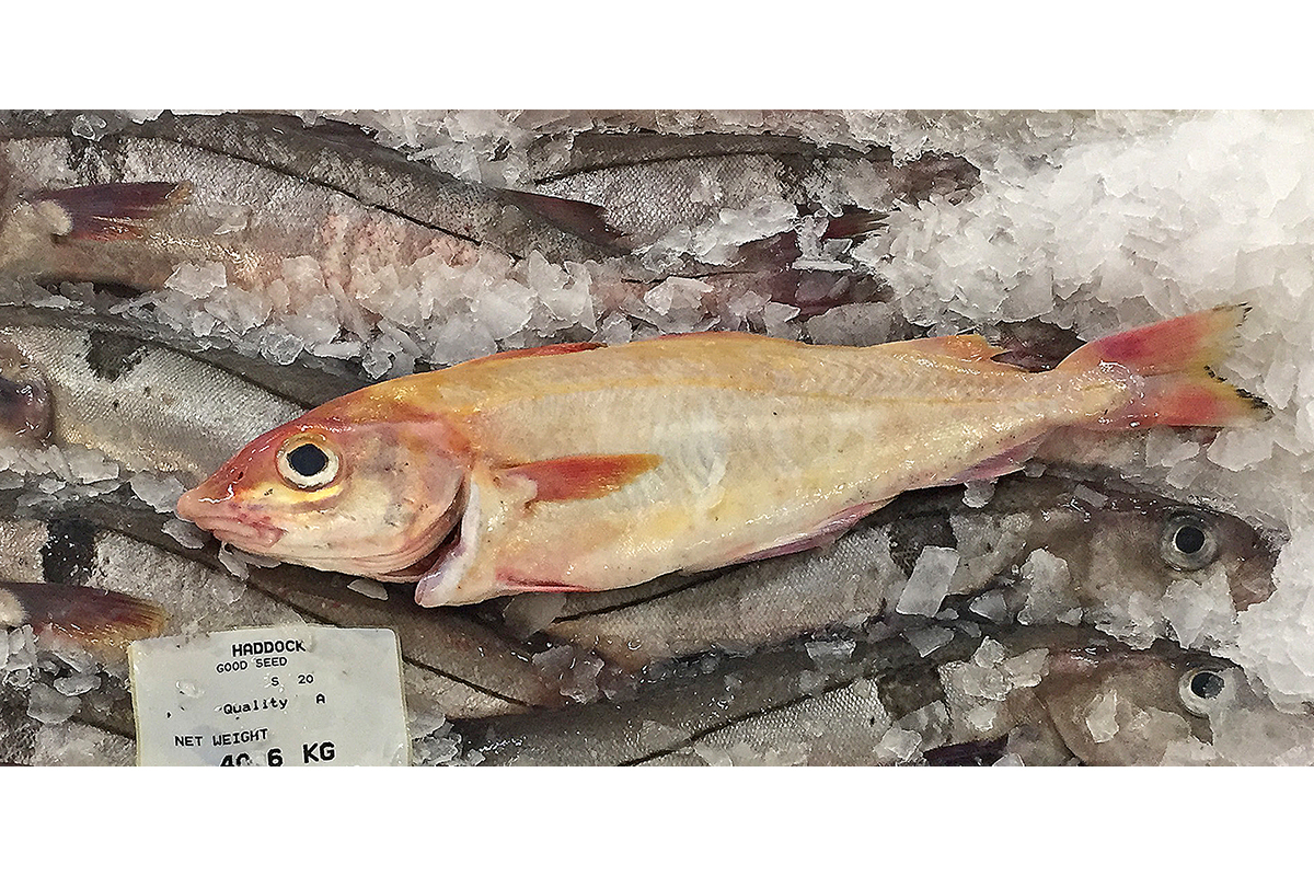 Golden Haddock landed at Peterhead - Fishing News