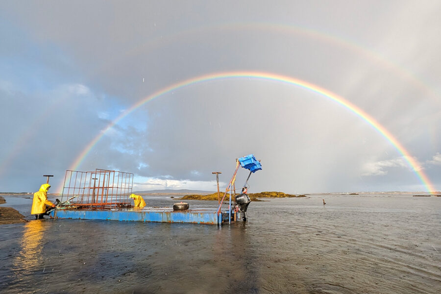 AI harnessed to monitor oyster health - Fishing News