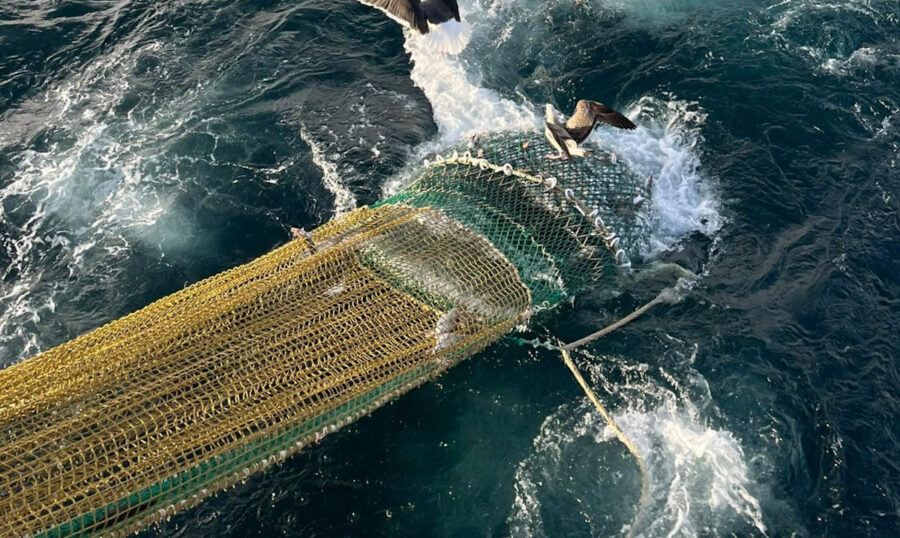 Square mesh extension cuts small fish catches by up to 70% in Celtic ...