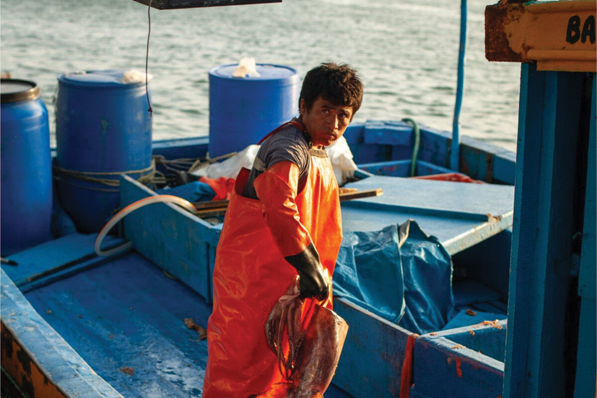 Squid study demonstrates success of involving fishers in management ...